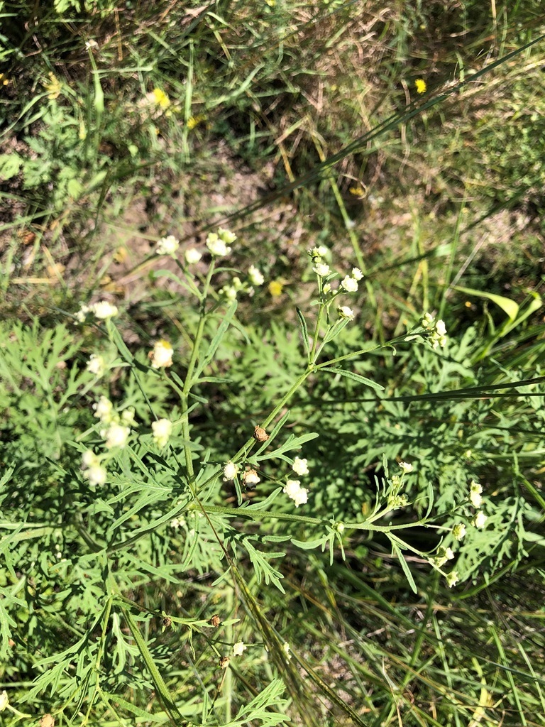 Santa Maria feverfew from Iredale QLD 4344, Australia on January 10 ...