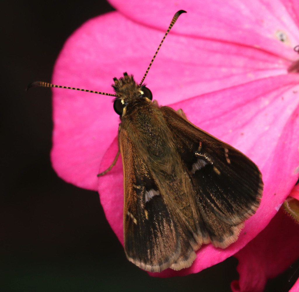 Banded Grass-skipper in January 2024 by juliegraham173 · iNaturalist