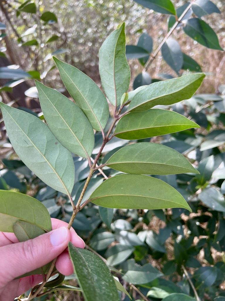 tree privet from Woodland Basin Nature Area, Garland, TX, US on January ...