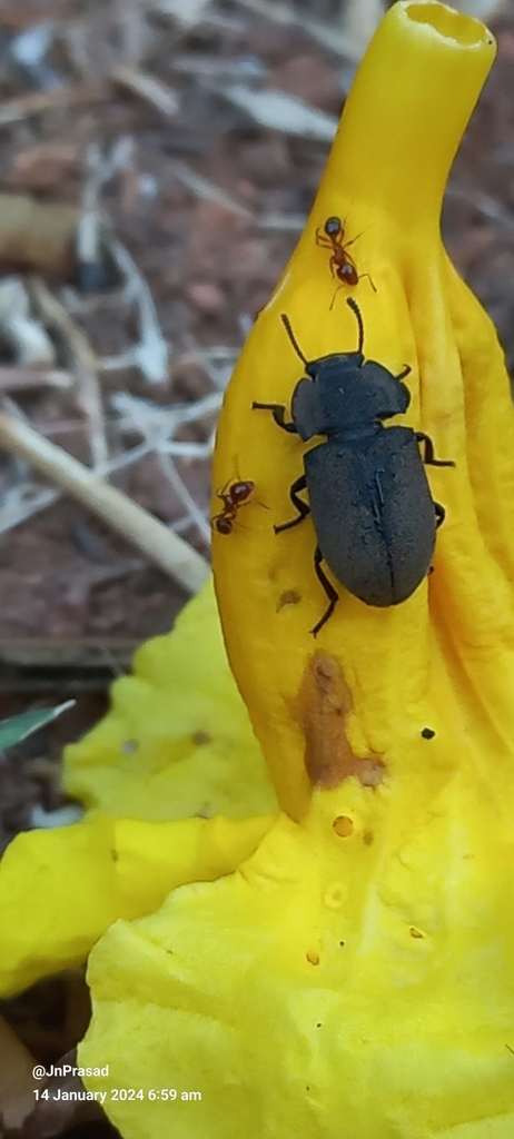 Opatrini from Mavalli, Bengaluru, Karnataka, India on January 14, 2024 ...