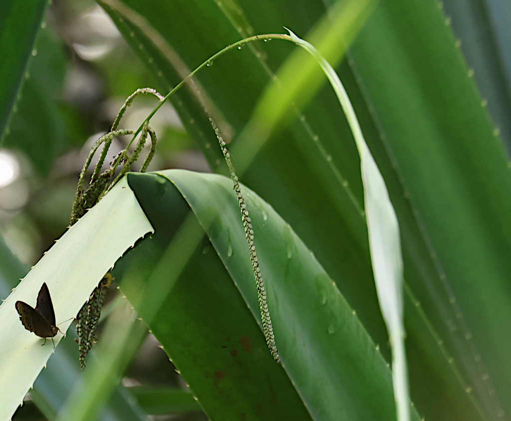 Paspalum from Salemkai Village, Sorong Regency, West Papua, Indonesia ...