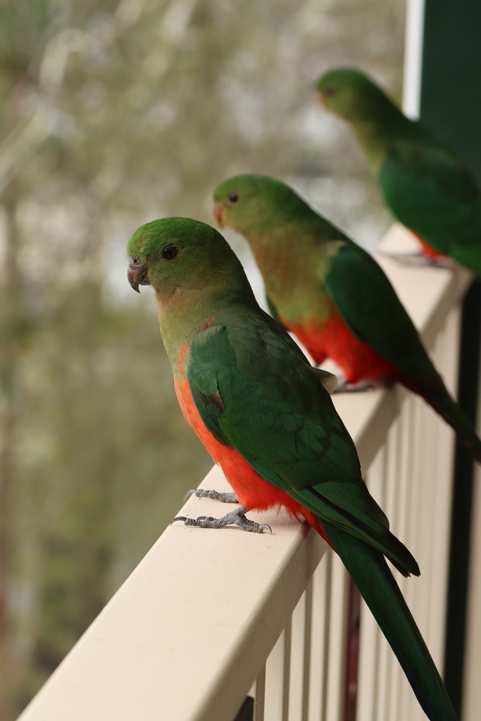 Australian King Parrot in December 2023 by Nature_Lover. Location ...