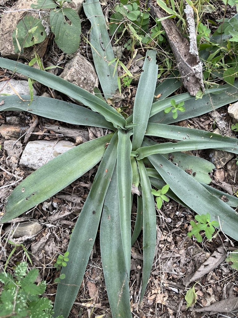 Eastern False Aloe from Ciudad Victoria, Tamps., MX on January 13, 2024 ...