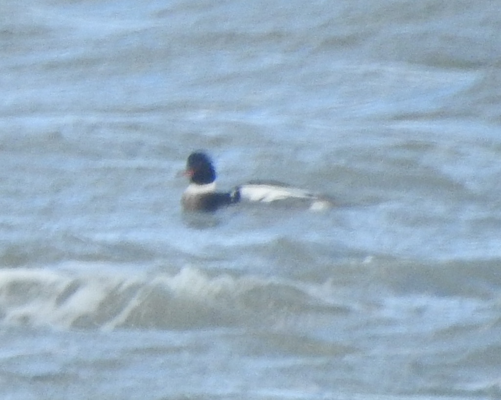 Red-breasted Merganser from Sussex County, DE, USA on January 13, 2024 ...