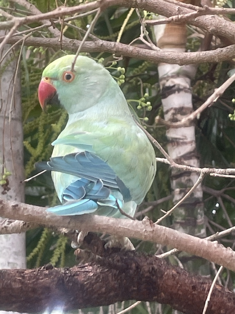Rose-ringed Parakeet in January 2024 by camilleeck. Escaped pet ...