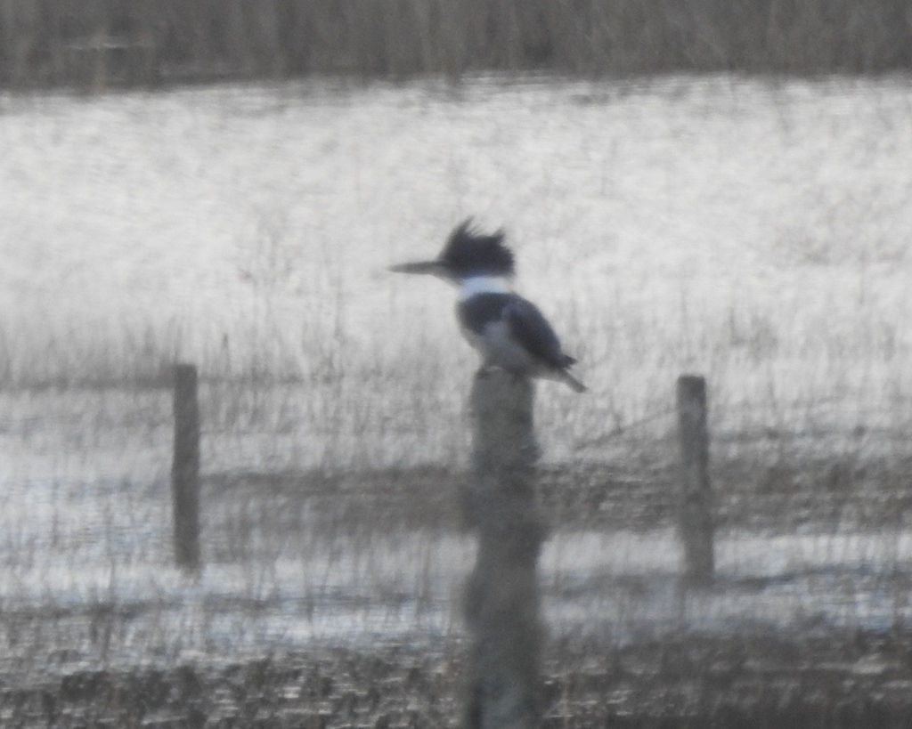 Belted Kingfisher from Worcester County, MD, USA on January 13, 2024 at ...