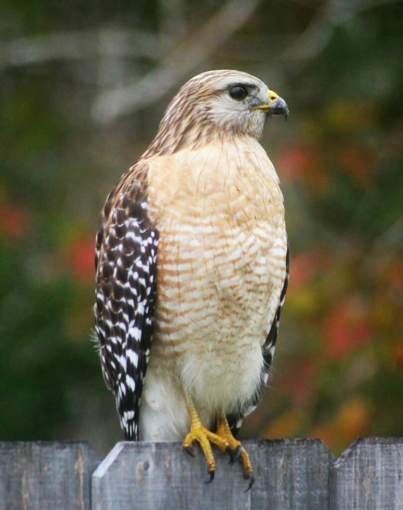 Florida Red-shouldered Hawk from Wesley Chapel, FL, USA on January 8 ...