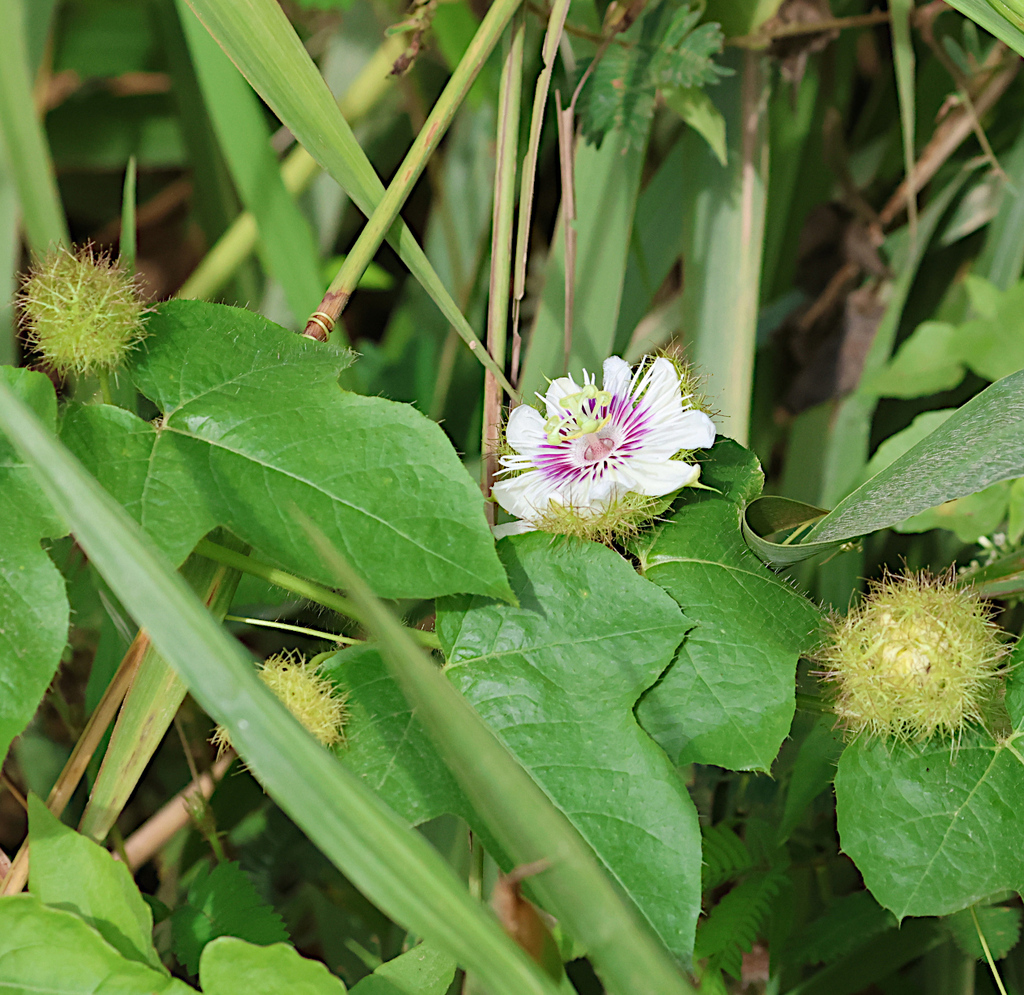 Passiflora vesicaria from Salemkai Village, Sorong Regency, West Papua ...