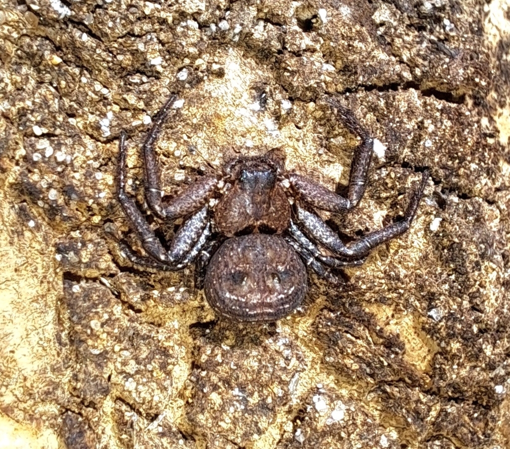 Multicolored Bark Crab Spider from Woodworth, LA 71485, USA on January ...