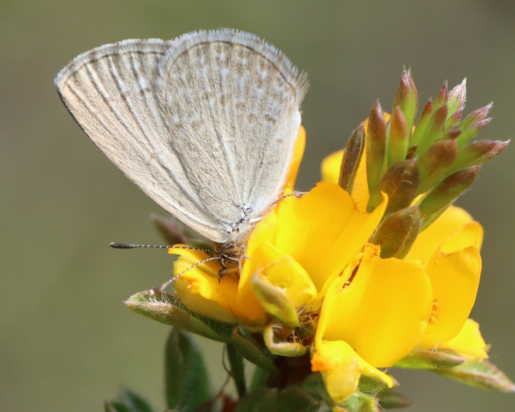 Lesser Grass Blue from Blue Mountains NSW, Australia on December 30 ...