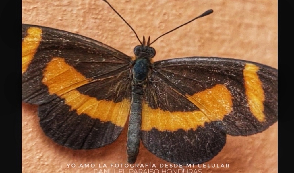 Elf Butterfly from Danlí, Honduras on January 13, 2024 at 08:10 PM by ...