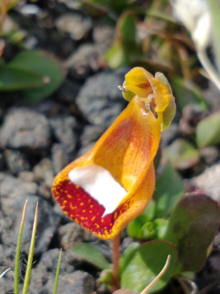 Darwin's Slipper from Güer Aike, Santa Cruz, Argentina on January 9 ...