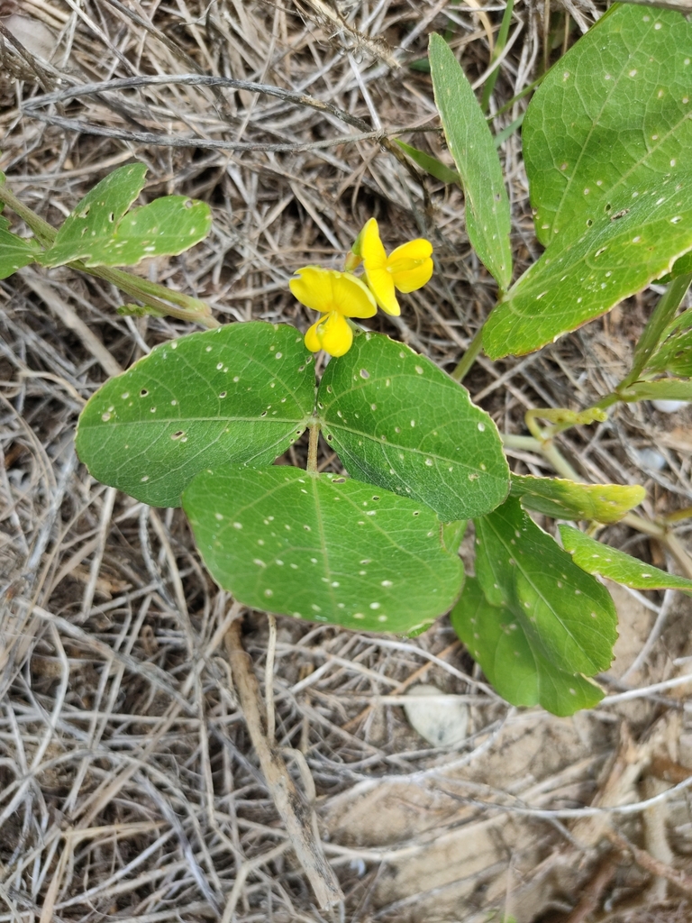 beach pea from Craignish QLD 4655, Australia on January 14, 2024 at 12: ...