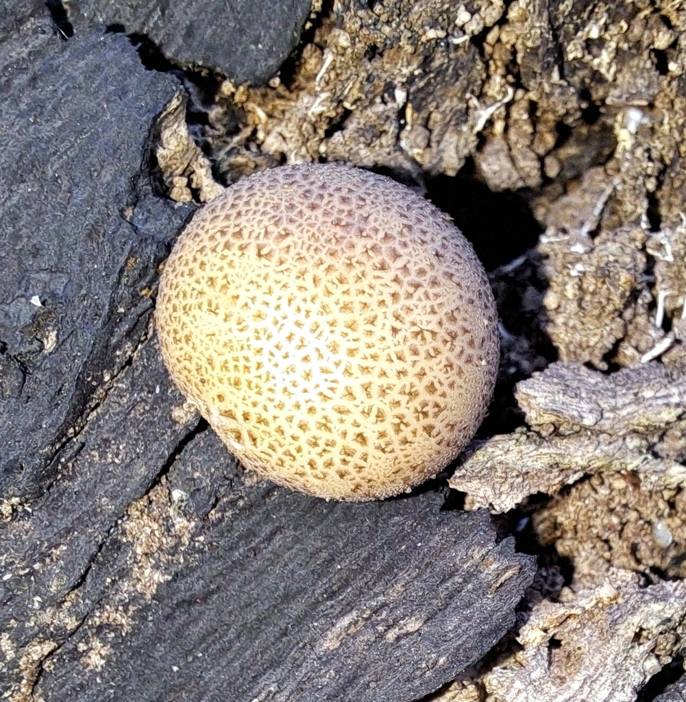 Leopard Earthball from Rapides County, US-LA, US on January 13, 2024 at ...