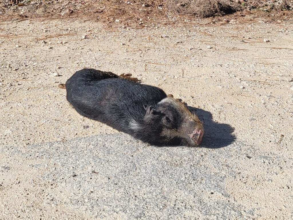 Wild Boar from Livingston, TX 77351, USA on December 29, 2023 at 11:14 ...