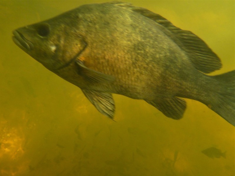 Sooty Grunter (Hephaestus fuliginosus) - Marine Life Identification