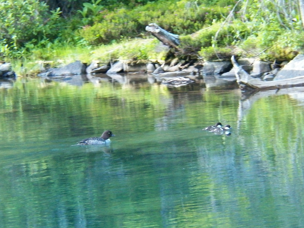 Common Goldeneye from Buckskin Lake, Washington 98833, USA on July 17 ...