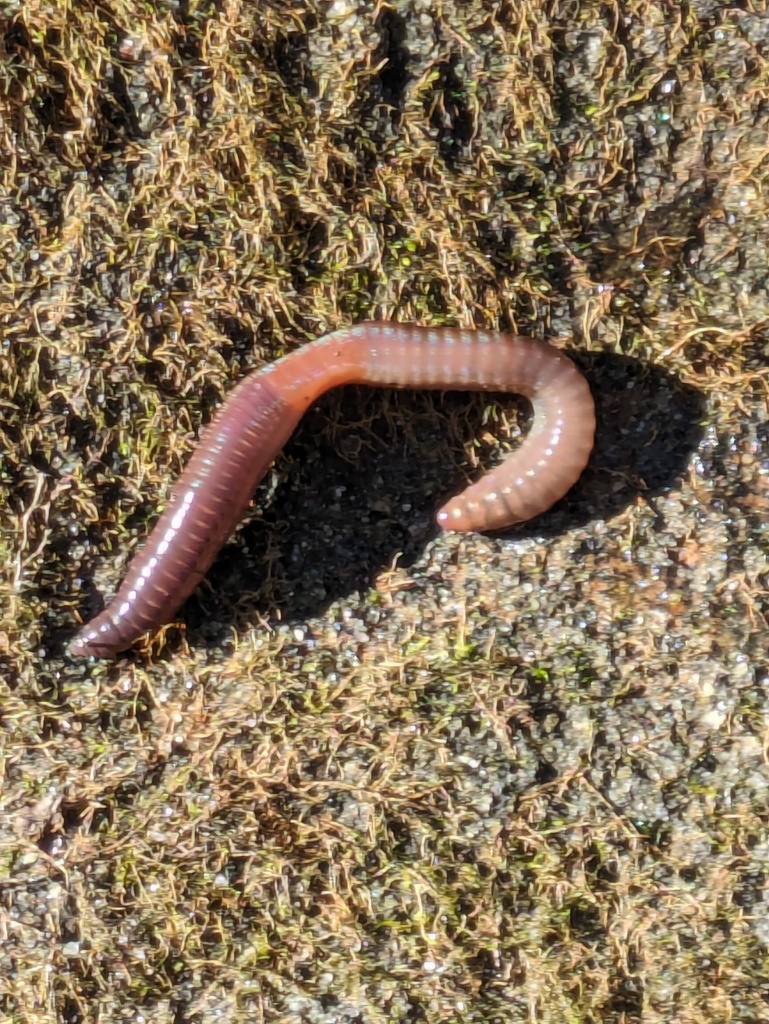 Redhead Worm from The Bog Garden at Benjamin Park, 1101 Hobbs Rd ...