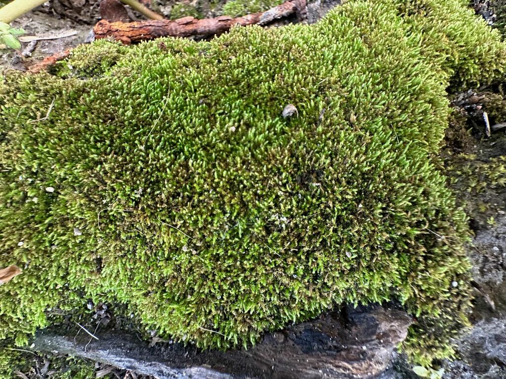 tangled thread moss from Jackson County, MS, USA on January 13, 2024 at ...
