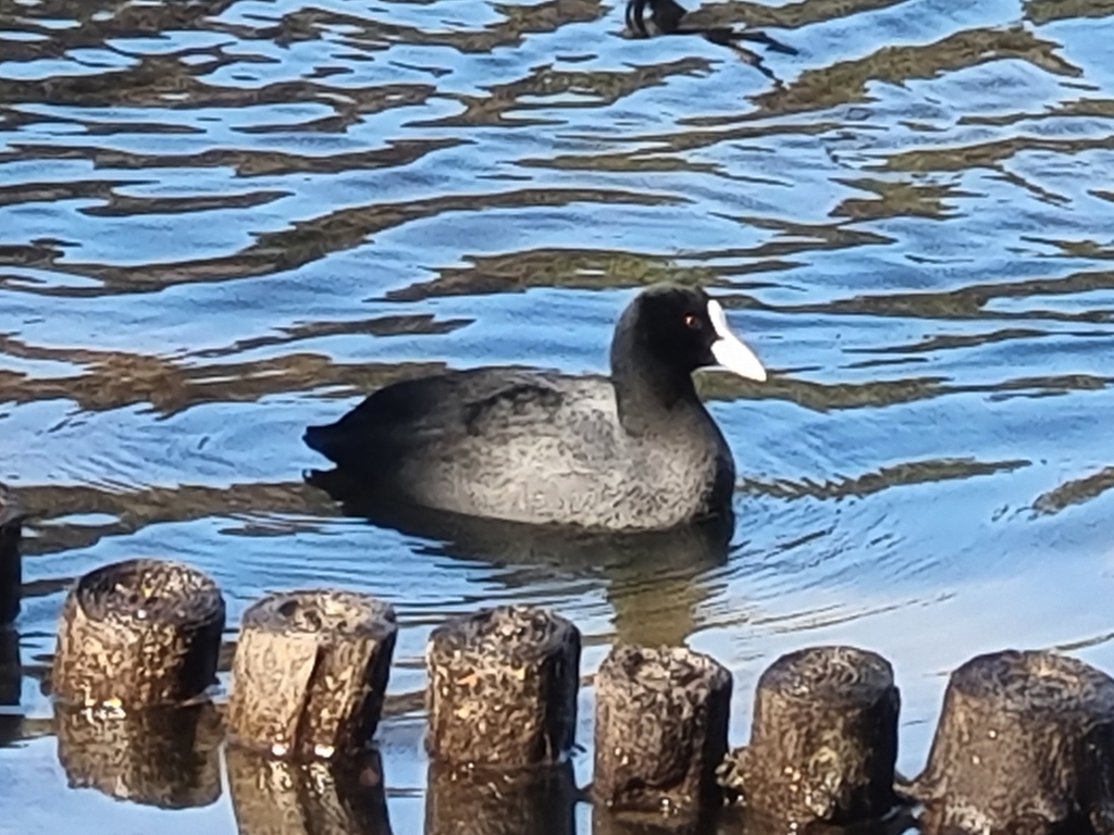 Eurasian Coot from Japan, 〒606-0937 Kyoto, Sakyo Ward, Matsugasaki ...