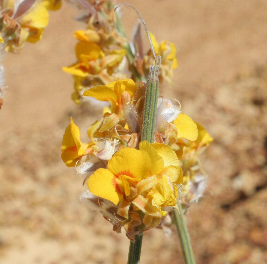 Jacksonia velutina in October 2006 by geoffbyrne. WA Herbarium ...