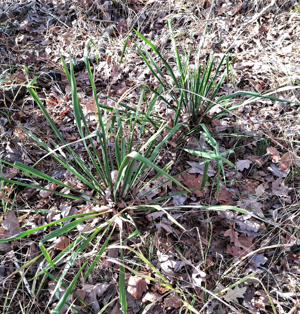 Gulf Coast Yucca from Rapides County, US-LA, US on January 13, 2024 at ...