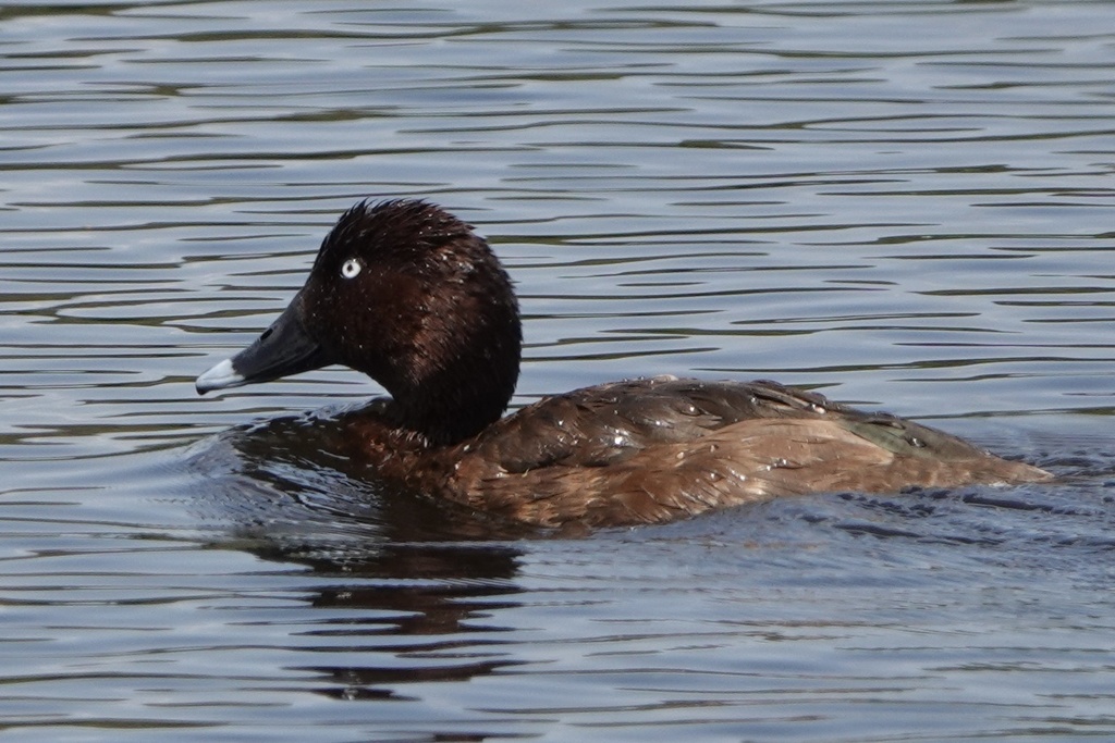 Hardhead from Braeside Park, Braeside, VIC, AU on December 24, 2023 at ...