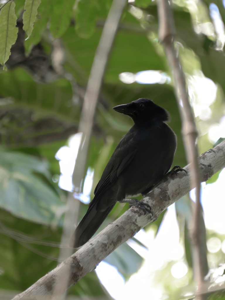 New Caledonian Crow from Sarraméa, NC-SU, NC on November 18, 2023 at 11 ...