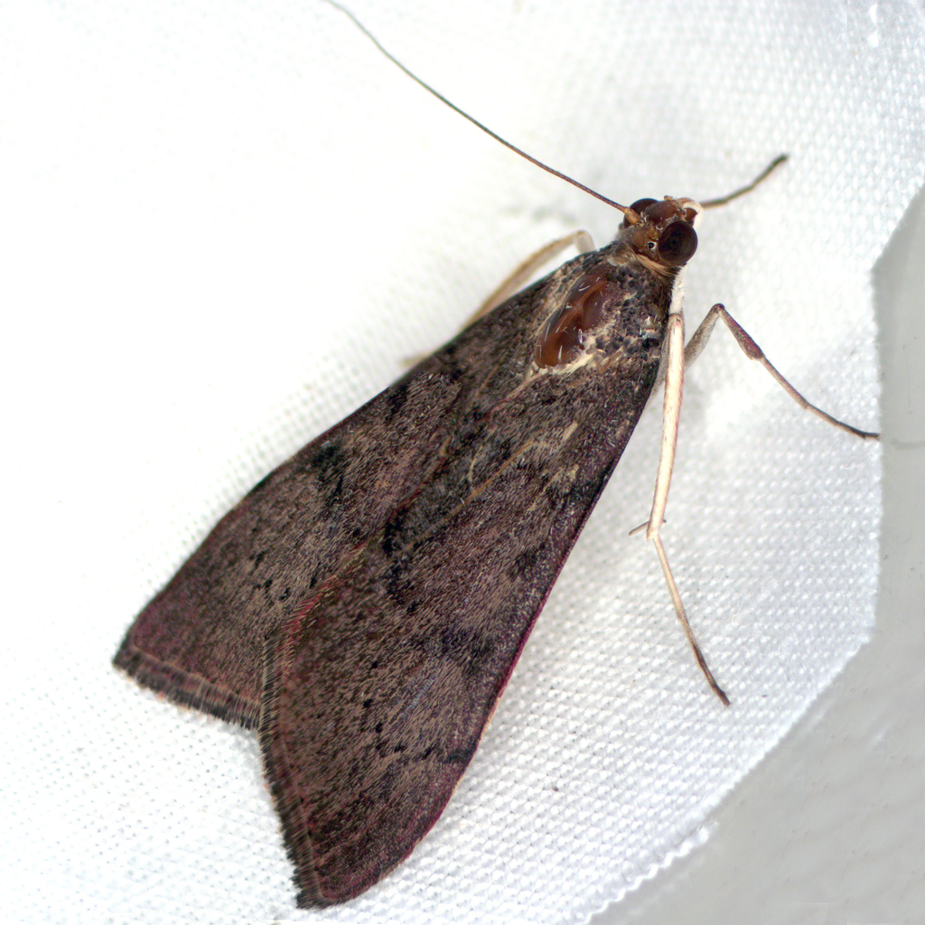 Tree Lucerne Moth from Ballarat VIC, Australia on January 12, 2024 at ...