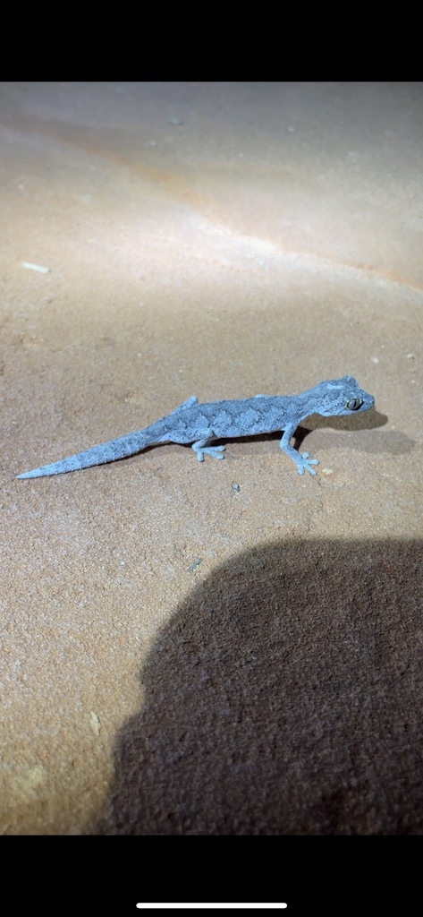 Western Spiny-tailed Gecko from Francois Peron National Park, Francois ...