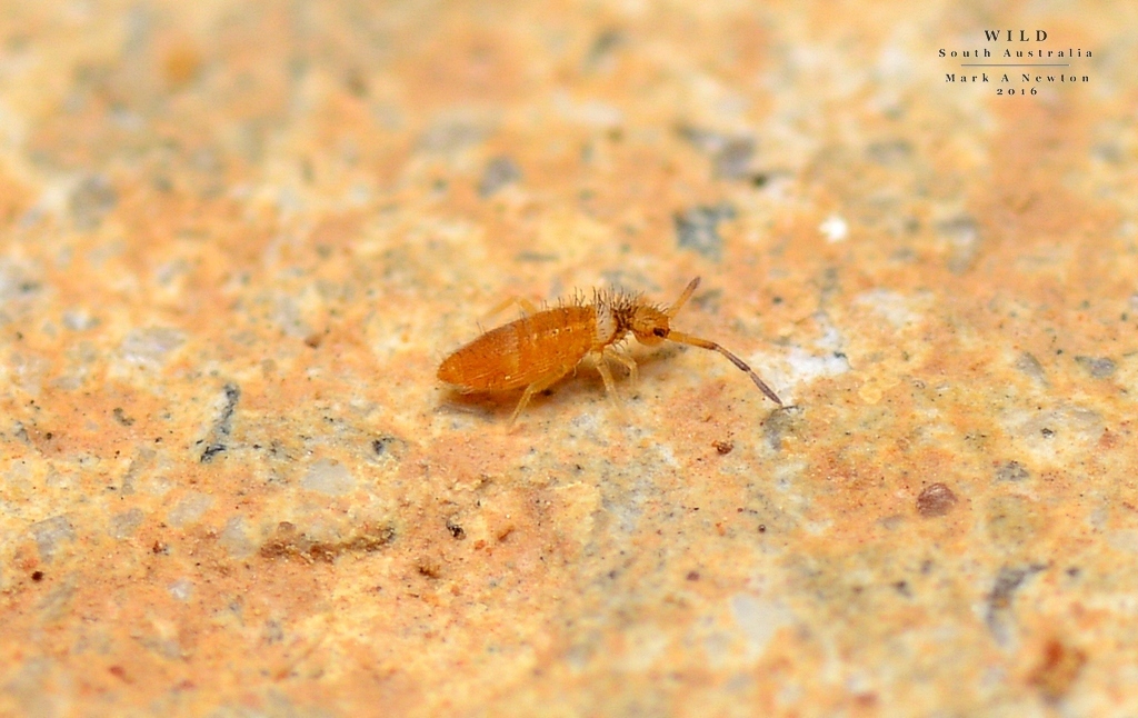 Springtails from Morgan SA 5320, Australia on November 30, 2016 at 09: ...