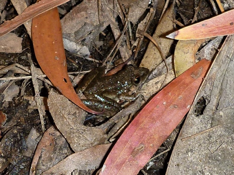 Bumpy Rocket Frog from Gulung Mardrulk NT 0852, Australia on May 06 ...