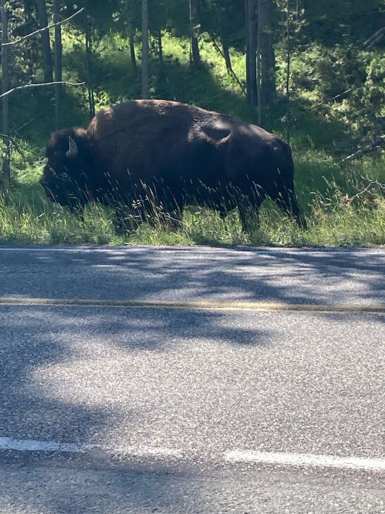 American Bison from Dale County, AL, USA on January 11, 2024 at 10:21 ...