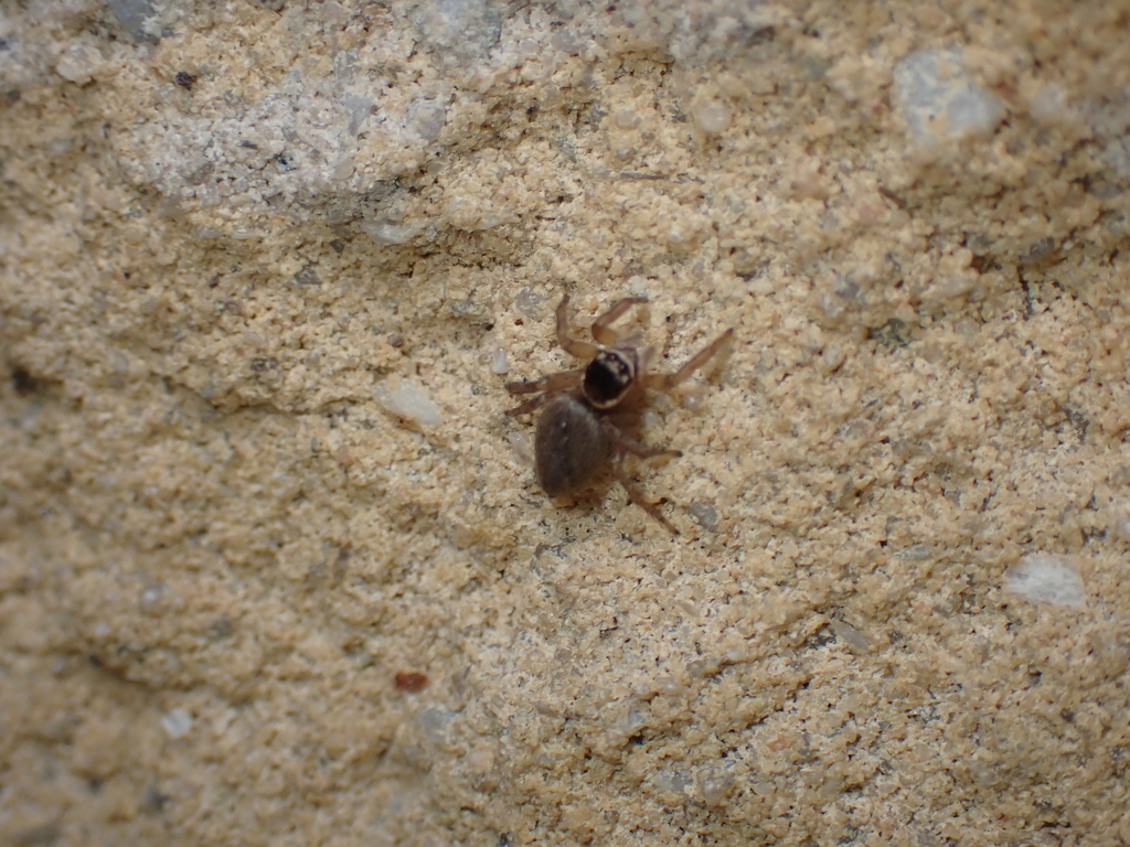 White Banded House Jumper from 4 Ronald Ct, Somerville VIC 3912 ...