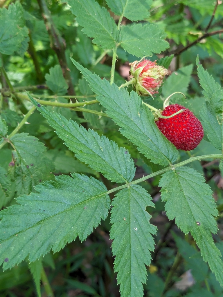 brambles from Tregony QLD 4370, Australia on January 14, 2024 at 12:23 ...