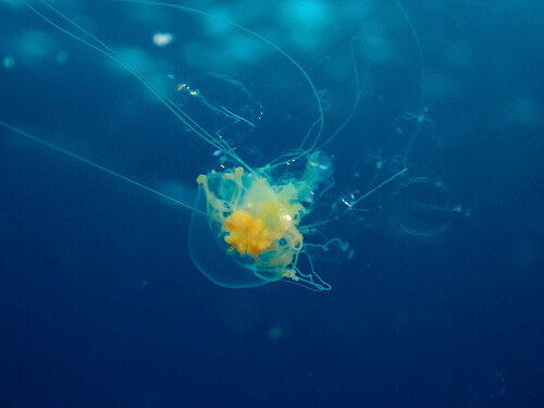 género Timoides · NaturaLista Colombia