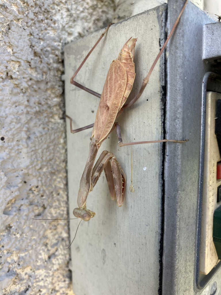 Arizona Mantis from S Cherrywood St, West Covina, CA, US on October 2 ...