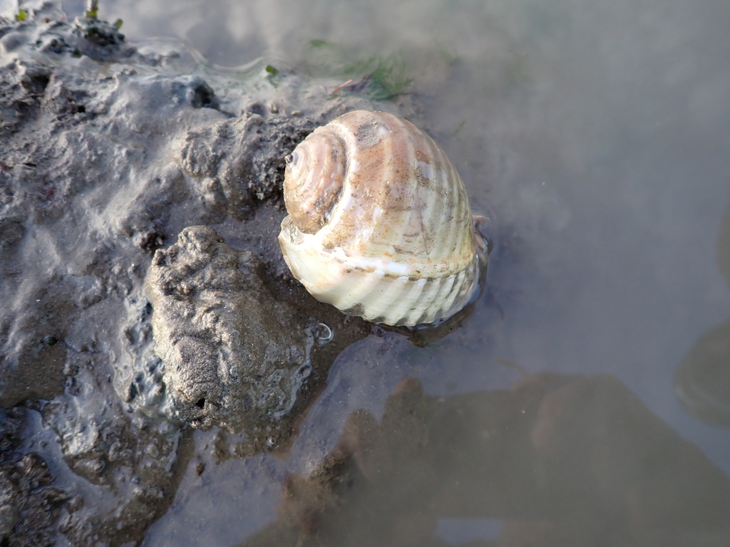 Tun Snails from Kinmen, TW-FK, TW on January 14, 2024 at 07:26 AM by ...