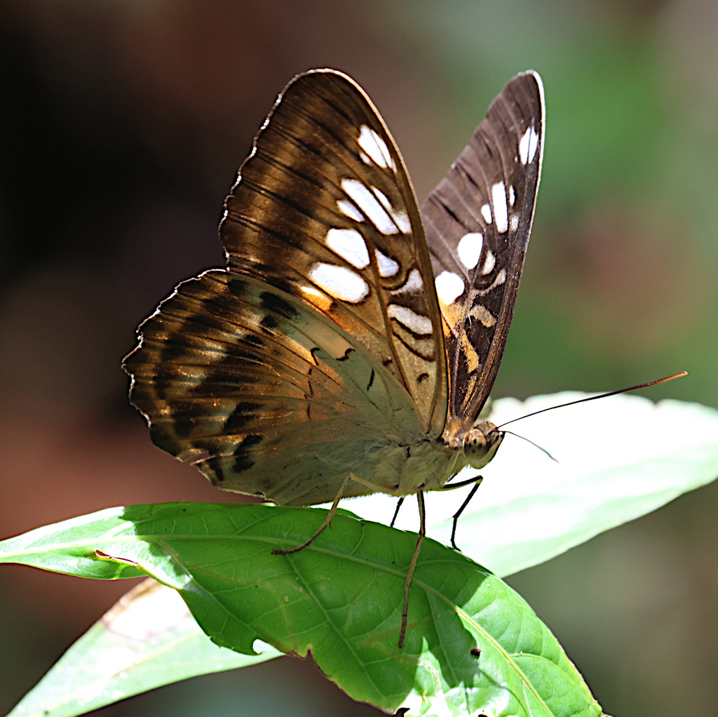 Clipper from Salemkai Village, Sorong Regency, West Papua, Indonesia on ...