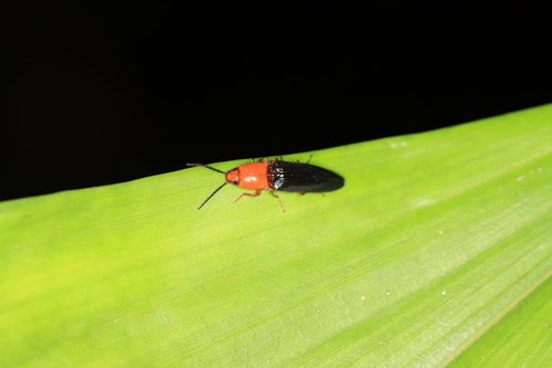 Priopus nitidicollis · iNaturalist