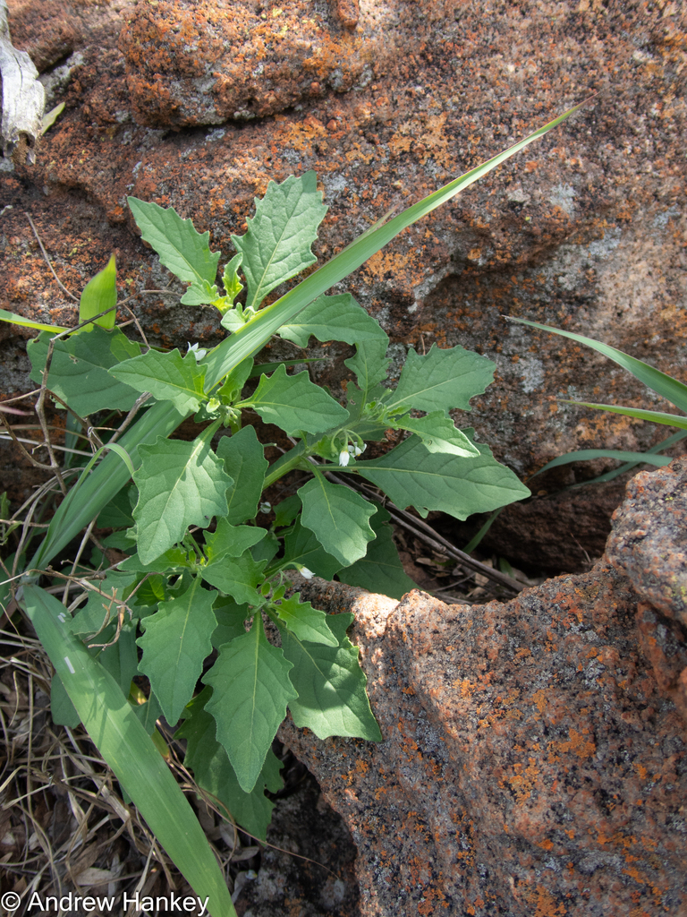 Wonderberry from Carletonville, 2499, South Africa on January 12, 2024 ...