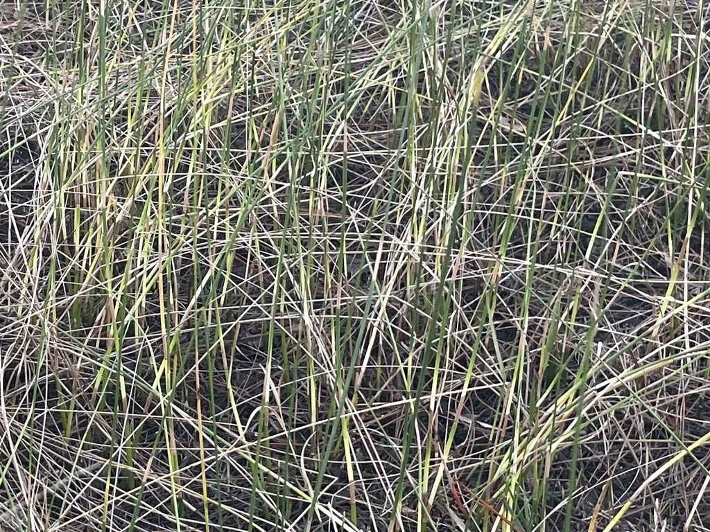 Southern Umbrella-sedge from Palm Bay, FL, US on January 4, 2024 at 05: ...