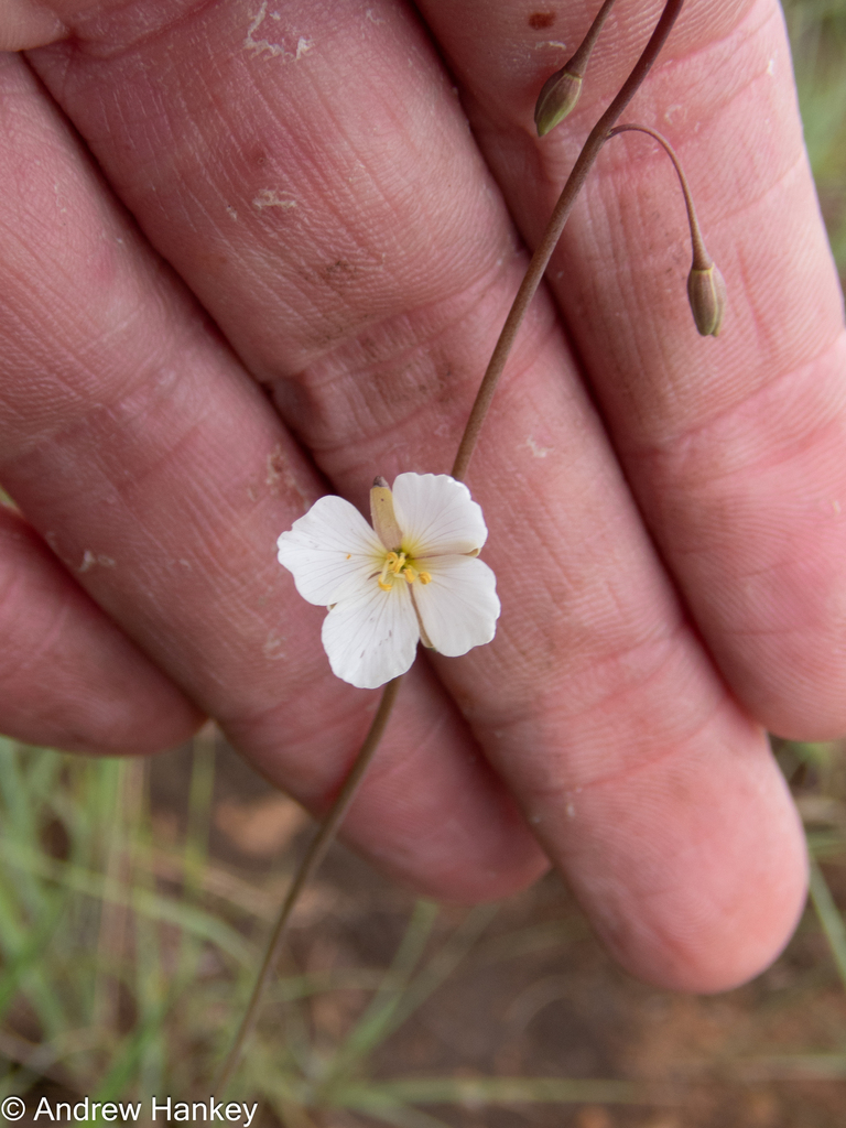 Grassland Blue Cress Flower from West Rand District Municipality, South ...