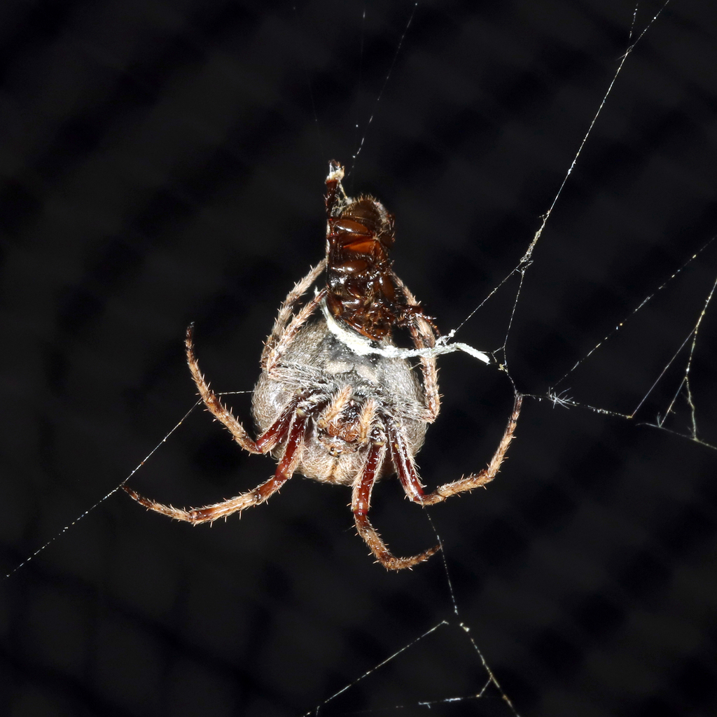 Knobbled Orbweaver from Addington VIC 3352, Australia on January 6 ...