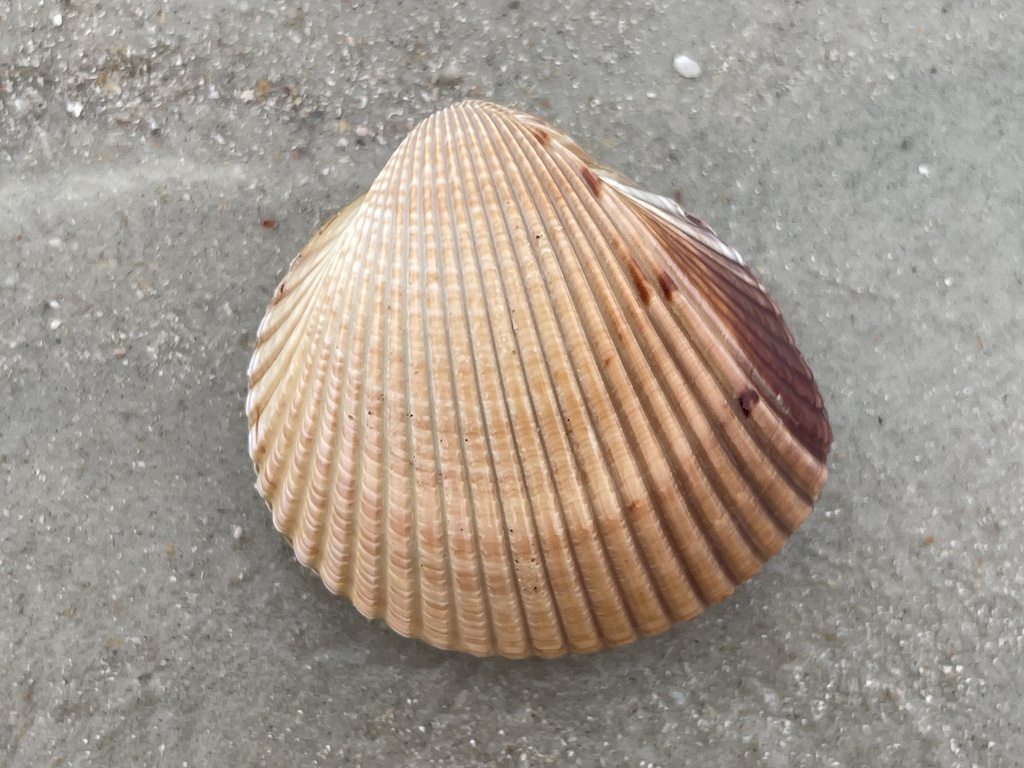 Giant Atlantic Cockle from Merritt Island, New Smyrna Beach, FL, US on ...