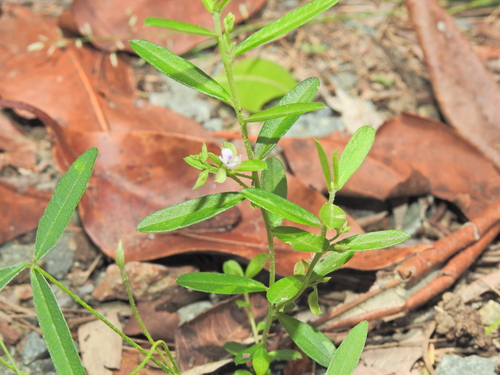 Polygala triflora · iNaturalist United Kingdom