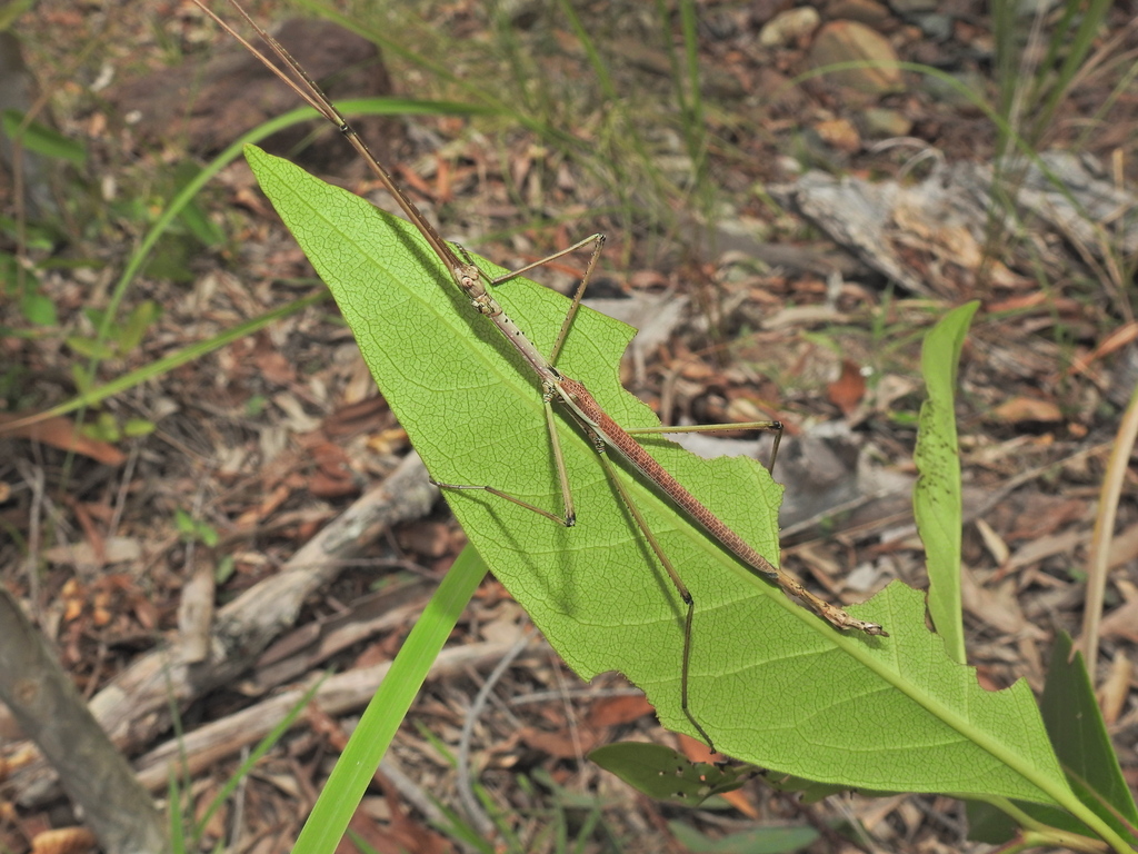 tessellated stick insect from Talegalla Weir QLD 4650, Australia on ...