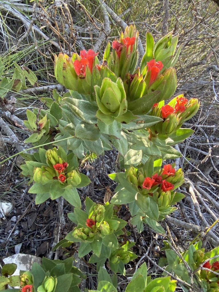 Potberg Healthbush from De Hoop Nature Reserve, WC, ZA on January 13 ...