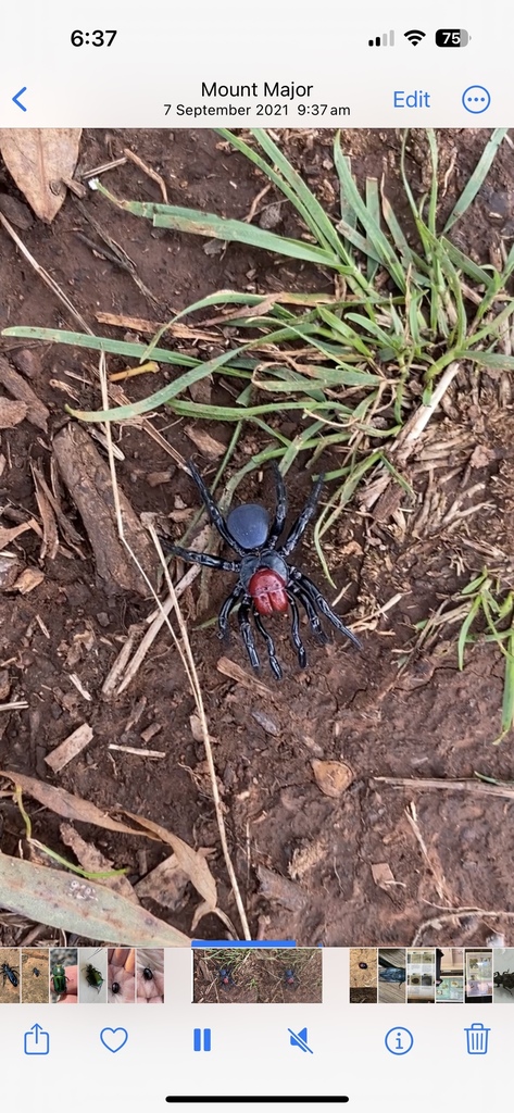 Red-headed Mouse Spider from Polan Rd, Cosgrove, VIC, AU on January 14 ...