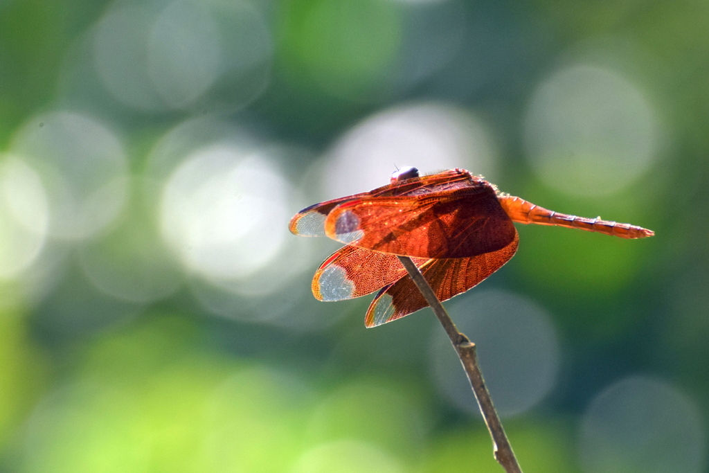 Russet Percher from Kadma, West Bengal 722151, India on January 3, 2024 ...